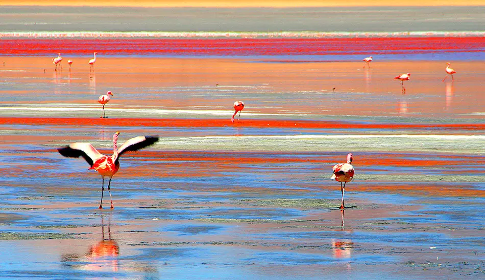 Laguna Colorado, Bolivia As paisaxes deste lago son tan pouco comúns que o propio Salvador Dalí podería envexalas. A auga do lago ten a súa cor burdeos debido ao plancto, as algas vermellas e outros microorganismos que viven nel, que serven de alimento para outra atracción local: o flamenco de James, cuxa presenza fai deste lugar algo entre Marte e as Illas do Caribe.