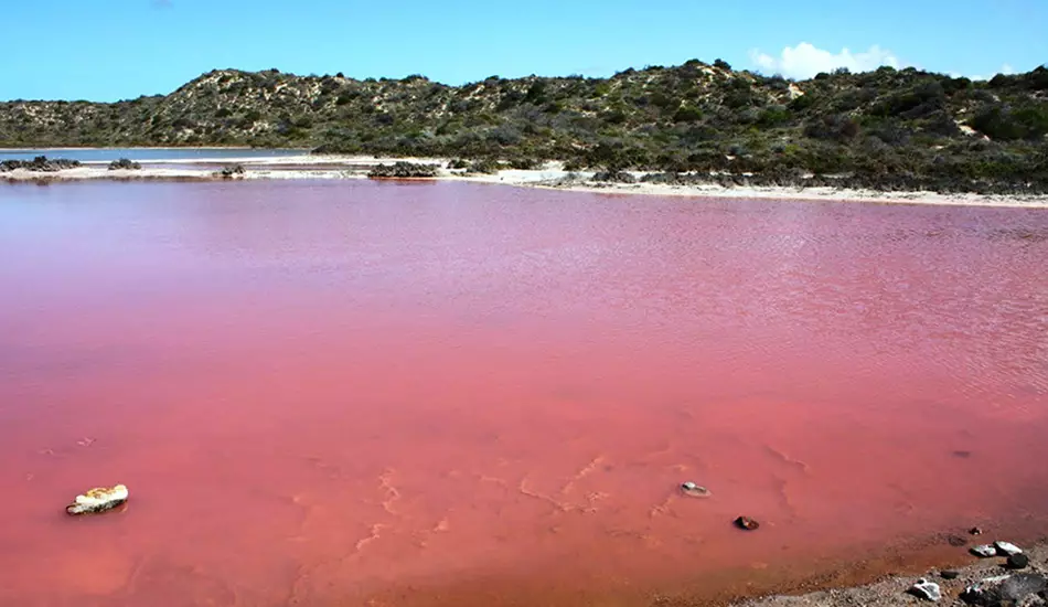 Lake Hillier, Australia Nie, to nie jest rezerwuar światowego zapasu truskawkowego koktajlu mlecznego lub gumy, to tylko jezioro idealnie różanej wody. I zanim nie będziesz złudzeniem optycznym, a nie efektem świetlnym, woda w tym 600-metrowym jeziorze zachowuje swój kolor zarówno w dzień, jak i w nocy. Dokładna przyczyna tego zjawiska nie została jeszcze ustalona, ​​ale główna wersja nazywa bakterie i mikroorganizmy żyjące w złożach soli jako źródła niezwykłego koloru.