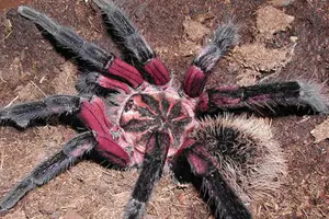 Eight-legged horror: the truth about the world's largest spiders