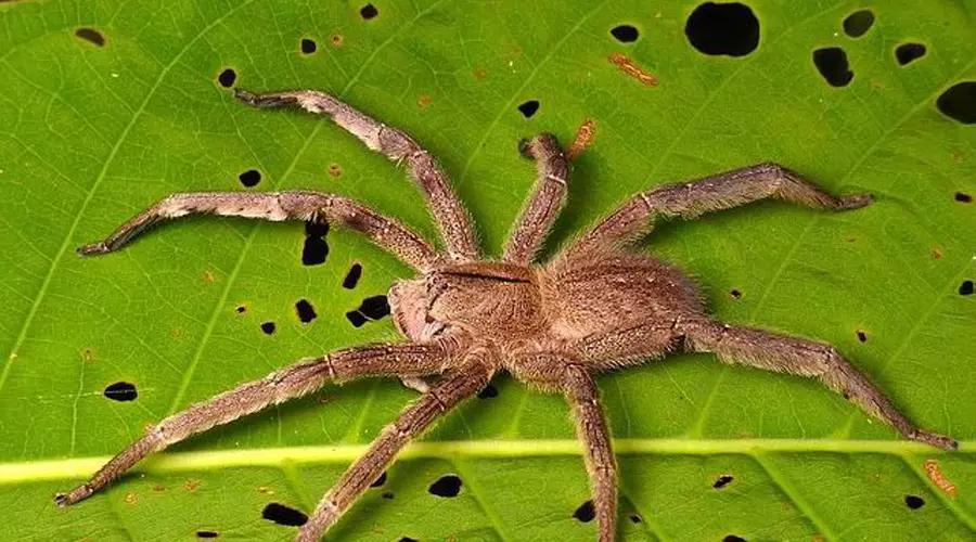 Araignée errante brésilienne La longueur du corps de cette araignée est impressionnante de 17 centimètres. Le prédateur préfère traquer sa proie. Pour une personne, son poison est dangereux. Chez lui en Amérique du Sud, Phoneutria Brazil peut facilement attraper et tuer un petit oiseau.