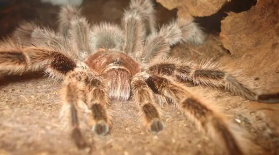 Giant baboon spider The giant monster prefers to hunt at night. Its diet consists of small rodents and birds. The spider is unpretentious in food and devours everything that it meets on its way. The leg span of a baboon spider can reach as much as 20 centimeters.