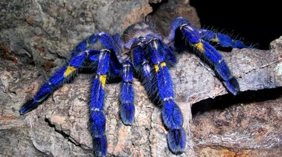 Ljubičasta tarantula Ova vrsta pauka najčešće se daje ljubiteljima egzotike. U prirodi se svijetli ljubičasto-žuti zgodni muškarac nalazi u tropima Južne Amerike. Ozbiljna veličina (raspon udova - do 20 centimetara) omogućuje tarantuli da se osjeća kao kralj džungle.