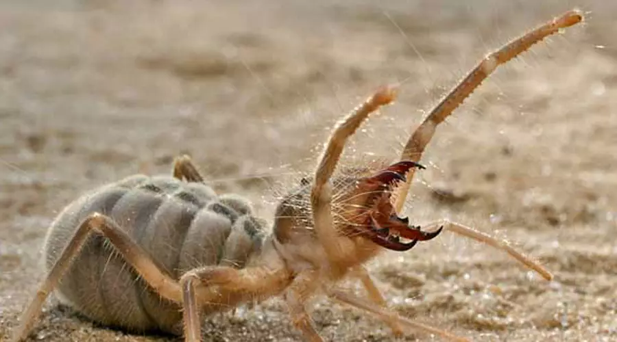 Spider ng kamelyo Sa pagtugis sa biktima, ang solpug ay bubuo ng 16 km / h. Na may haba ng paa hanggang sa 30 sentimetro, ang camel spider ay mukhang sobrang pananakot. Maaari mong makilala siya sa anumang disyerto sa mundo, maliban sa mga Australia.