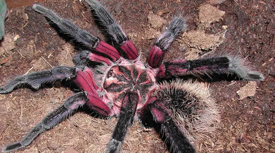 Salmon-pink tarantula spider Don't be fooled by the pale pink color of this cute baby. A female tarantula can grow into a thirty-centimeter monster, the weight of which will exceed a hundred grams. Collectors respect this species of tarantulas very much, so in its native Brazil, the spider is protected by the "green".