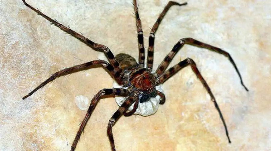 Spider Giab Giant Karazan-kala kalaza iray dia afaka miteraka torana lalina amin'ny arachnophobe rehetra. Na izany aza, tsy mampidi-doza ho an'ny olombelona ny manaikitra ny hala. Ny halavan'ireo rantsana amin'ny solontenan'ity karazana ity dia mahatratra 32 santimetatra, ary mandeha amin'ny hafainganam-pandeha mahavariana izy.