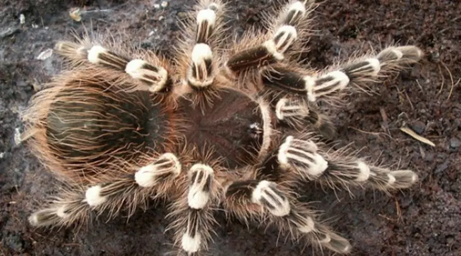 Terafosa Blonda Gitawag usab kini nga goliath tarantula. Kini ang labing kadaghan nga lawalawa sa tibuuk kalibutan. Ang mga sukat nga kwarenta sentimetros gikonsiderar nga average, maingon man duha ka gatus ka gramo nga gibug-aton. Malipayon si Goliath sa pagpangayam sa mga baki ug ilaga, dili mahadlok bisan sa mga medium-kadako nga bitin.