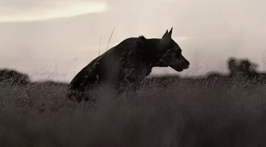 Attack vu Wëllhënn Dës schrecklech an erschreckend Geschicht huet bal ganz Australien gemaach fir Waffen opzehuelen. De 17. August 1980 ass d'Famill Lindy Chamberlain e Weekend déif an den Nordterritorien gaang, net wäit vum Ayres Rock. Nodeems si de Camp opgeriicht hunn, sinn déi Erwuesse fir Brennholz a Waasser ze kréien. Den Eelste war hannerlooss mam 10 Joer ale Reagan Chamberlain, deen no senger jéngster Schwëster, dem 4 Joer ale Azaria, gekëmmert huet. An der Dämmerung ass eng kleng Trapp vu wilde Dingohënn an de Camp geklommen, eng vun deenen huet de Moment erfaasst an de schléift Azaria direkt aus dem Zelt geréckelt. Verschidde Polizei -Détachementer sinn op d'Sich nom Kand gaang, awer den Dingo ass an d'Waasser gesank. An der Revanche hunn déi lokal Awunner e richtege Massaker vu Wëllhënn organiséiert, déi bal all Déieren an der Regioun komplett zerstéiert hunn. Dem Azariah säi Kierper gouf ni fonnt.