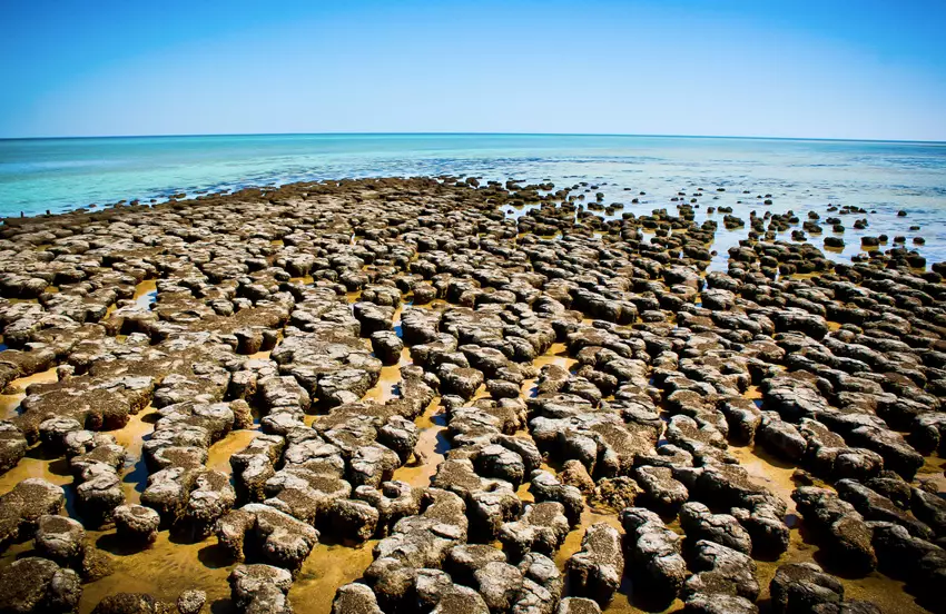 Come è iniziata la vita I sostenitori della teoria della zuppa primordiale credono che la fertile Terra primitiva abbia formato indipendentemente le molecole complesse sempre crescenti che hanno dato origine alla vita sulla Terra. Questo potrebbe accadere sul fondo dell'oceano, nei crateri dei vulcani e negli strati di ghiaccio. Tenendo conto che il DNA è la base dominante della vita sul pianeta, l'RNA potrebbe essere una delle cause profonde dell'origine della vita sul nostro pianeta. Altre teorie considerano l'attività elettromagnetica e vulcanica gli aspetti più importanti per la vita nascente. Alcuni credono nella pansermia, l'ipotesi che la vita sia stata portata sulla Terra con meteoriti o comete sotto forma di microbi.