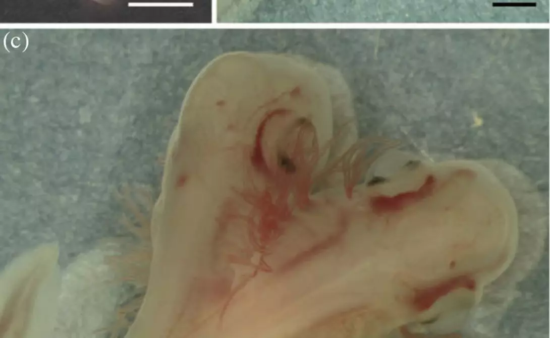 Ang mga Laboratory Horror Biologist nagsala pinaagi sa mga feline shark embryo aron matun-an kung giunsa ang pag-uswag sa ilang cardiovascular system. Sa usa ka espesimen, nakurat sa katabang ang laboratoryo, usa ka katingad-an, aktibo nga binuhat nga adunay duha ka ulo nga nagtubo sa sulud sa usa ka translucent nga itlog.