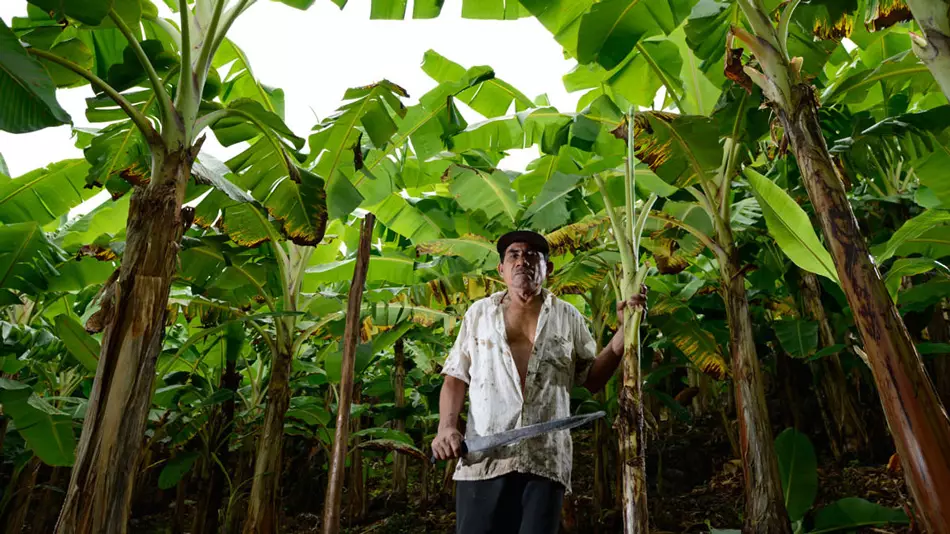 Machete # ५२: Ometepe, निकारागुआ फ्रान्सिस्को, ४५ बर्ष भन्दा बढी को लागी एक machete संग काम गरी रहेको छ। यहाँ उनी आफ्नो घर नजिकैको आफ्नै केरा खेती मा उभिन्छन्।