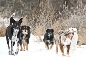 Giungla urbana: come combattere un branco di cani