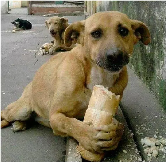 Kulipa Chaguo jingine ni kulisha mbwa, ikiwa una chakula na wewe, kwa kweli. Tupa kipande cha chakula bila harakati za ghafla, ikiwezekana kidogo kwa upande wa tovuti ya mgongano. Subiri hadi mbwa wazingatie yaliyopendekezwa, halafu polepole na bado bila kuwapa mgongo waondoke eneo la tukio.