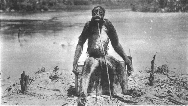 Monkey de Lois Noong 1920, hinarap umano ng Swiss geologist na si François de Lois ang isang pares ng agresibong magagaling na mga unggoy. Ayon sa geologist, pinatay niya ang isa sa kanila at itinanim ito upang maginhawa ang pagkuha ng litrato. Sa lahat ng posibilidad, ang snapshot ng tuso na Swiss ay nakakuha ng isang ordinaryong koata, na hindi naman talaga naiiba sa gayong naglalakihang paglaki.