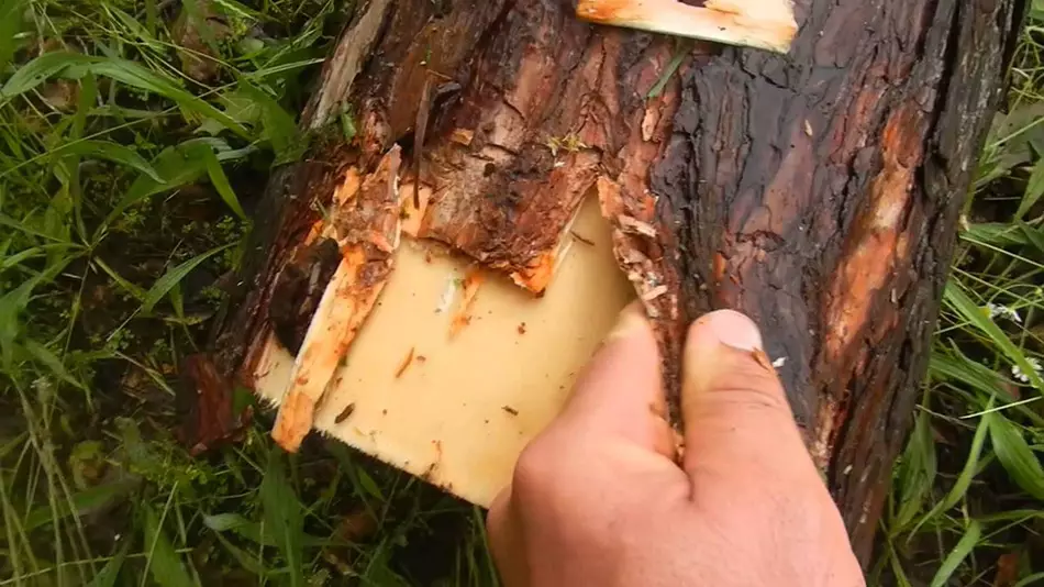 To get cereal from the bark, you need to trim the inner bark layer, which has a creamy hue. Dry the resulting strips until they become brittle and crush finely. A pound of this cereal will give you about 600 calories. For normal digestion, it is worth stirring the cereal with something else.