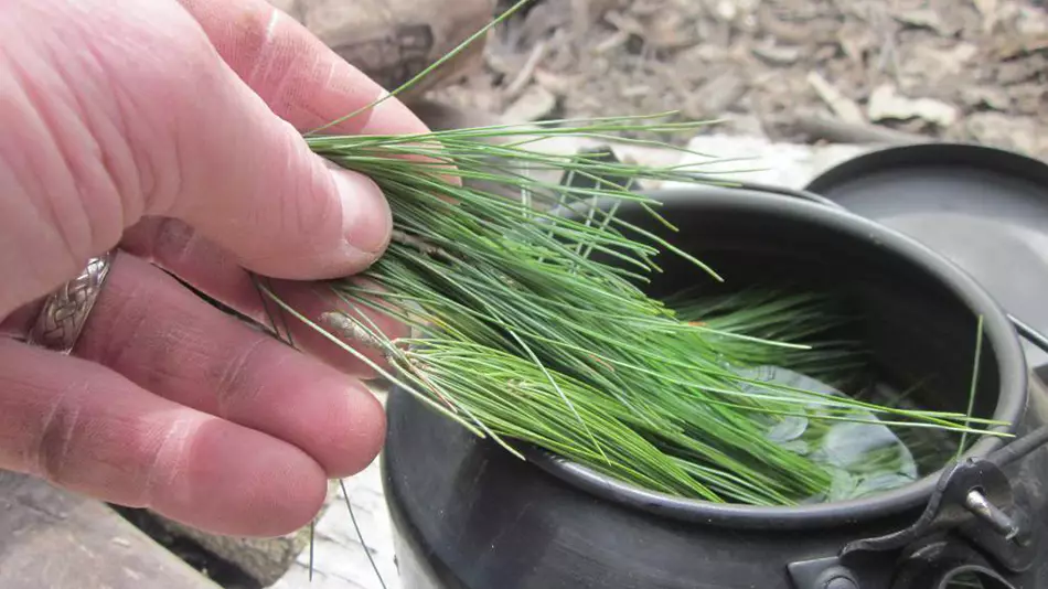 Pine (combined with a few other ingredients) can be used to make a great cough syrup, which is definitely useful in the winter. If you have a prolonged dry cough, you can make a decoction of pine bark and several herbs in the following ratio: 3 parts pine bark, 1 part licorice root, 1 part thyme and 0.5 part elm bark.