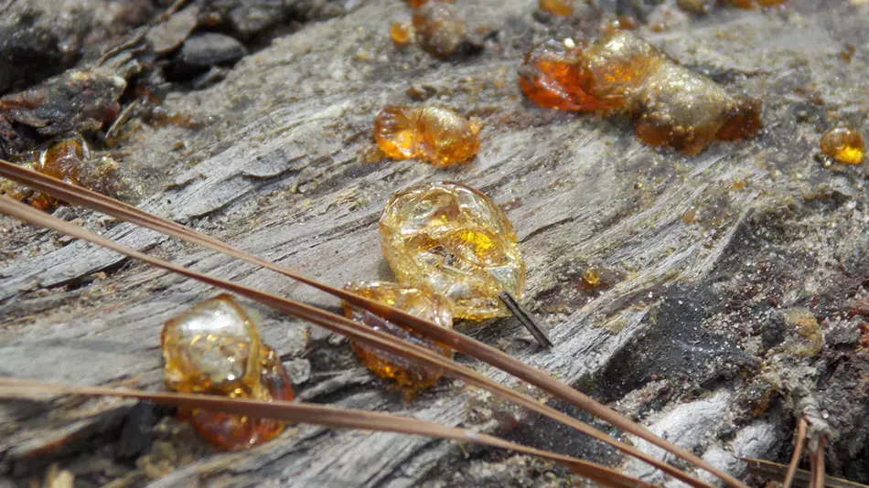 Mti wowote wa pine una resin ya mnato ambayo ni nzuri kwa kutengeneza gundi yenye nguvu ya kutosha kutengeneza mkuki kutoka kwa fimbo kwa kuunamisha kichwa cha mshale kwake, au kurekebisha zana. Kusanya lami yote unayoweza kupata kwenye chombo cha chuma, iweke juu ya makaa ya moto unaokufa ili turpentine na vitu vingine tete viongeze. Ikiwa chombo ni kidogo, dakika chache zitatosha, ikiwa ni kubwa, basi itachukua dakika 20-30. Resin itakuwa nyembamba na kuangaza, lakini mara tu itakapokuwa ngumu, itakuwa ngumu kama jiwe. Ikiwa athari haipatikani na resini bado ni ya kupendeza, kurudia utaratibu tena.