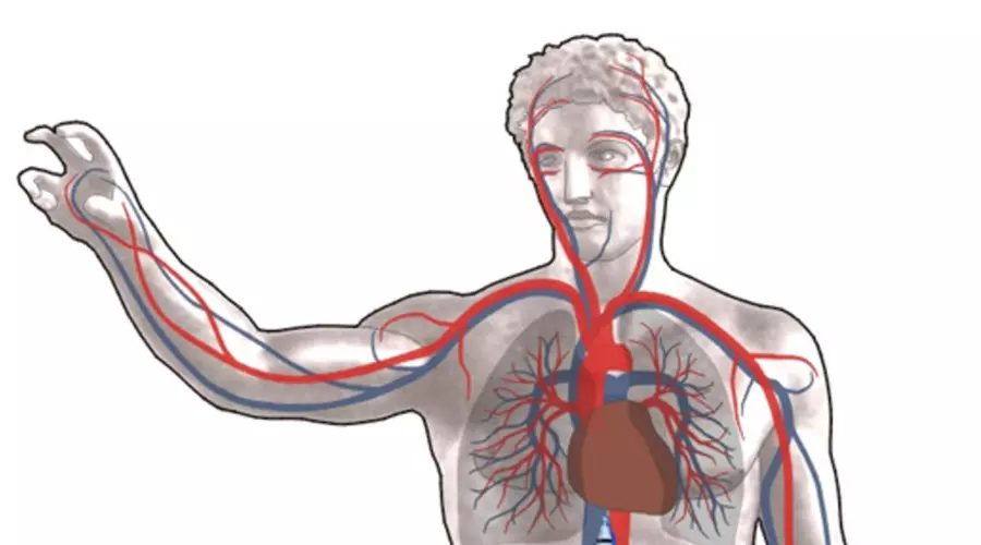 感覚の喪失完全な暗闇の中でも手足を感じることができます。固有受容システムは、筋肉、腱、関節のセンサーの集まりです。重力は彼らが働くのを助け、手足がどこにあるかを脳に伝えます。この緊張がなければ、無重力状態では、宇宙飛行士は、原理的に存在することを単純に理解するために、自分の手を探すことを余儀なくされることがよくあります。