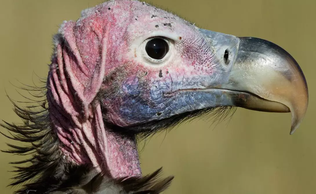 Abutre-orelhudo africano O abutre da espécie Torgos tracheliotos é encontrado apenas na África. Sua careca é típica de todos os abutres devido à forma como essas aves se alimentam. Se as penas permanecessem em sua cabeça, o pássaro teria que se limpar constantemente de sangue e entranhas.