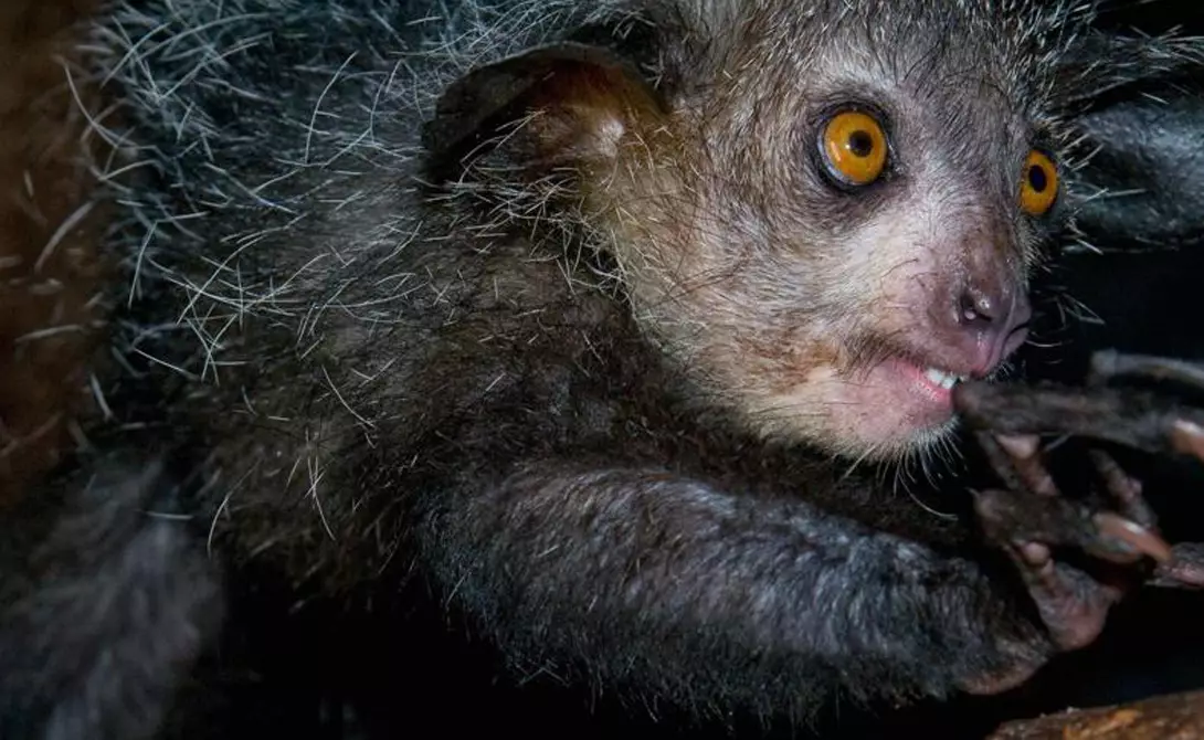 Aye Aye Cov lemur (Daubentonia madagascariensis) nocturnal thiab pub rau ntawm cov kab menyuam zais hauv qab daim tawv ntoo. Tus txiv neej zoo nraug siv nws tus ntiv tes nruab nrab ntev txhawm rau txhawm rau rho tawm nws cov khoom qab zib zoo los ntawm chaw nkaum.