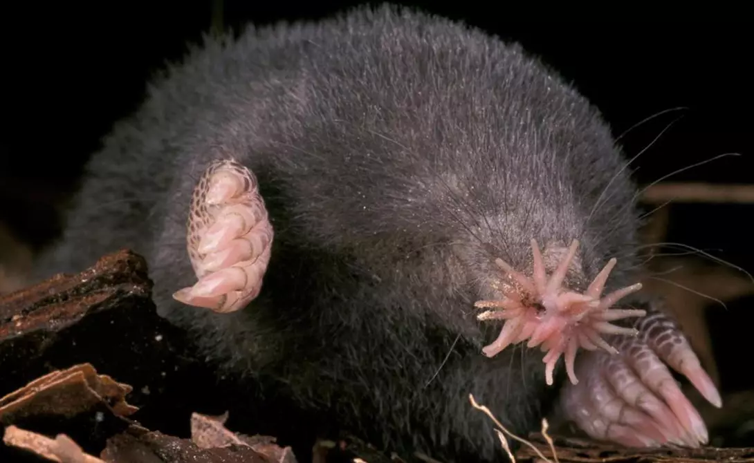 O morador canadense Star Nose Underground parece que veio de um espaço distante. Os minitentáculos localizados ao redor do focinho são cobertos por receptores extremamente sensíveis, que a toupeira usa para encontrar o caminho certo.