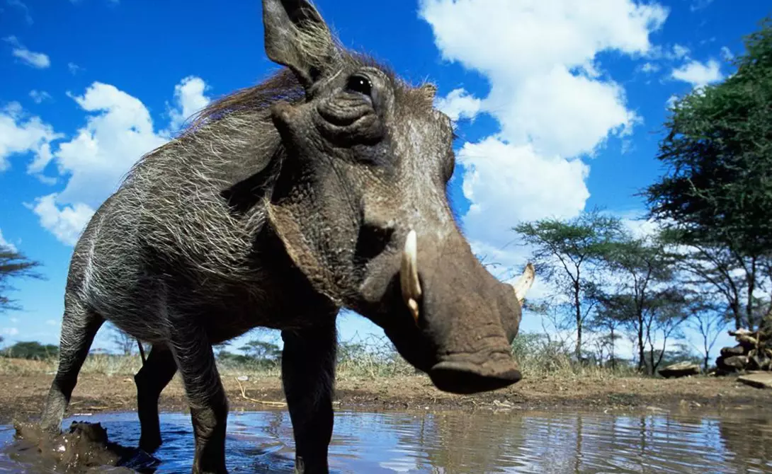 Lefu la Lehwatata Warthog (Phacochoerus aethiopicus) ke leloko le haufi haholo la kolobe e tloaelehileng. Bo-motsoala ka bobeli ha ba shebahale hantle ka mokhoa o makatsang.