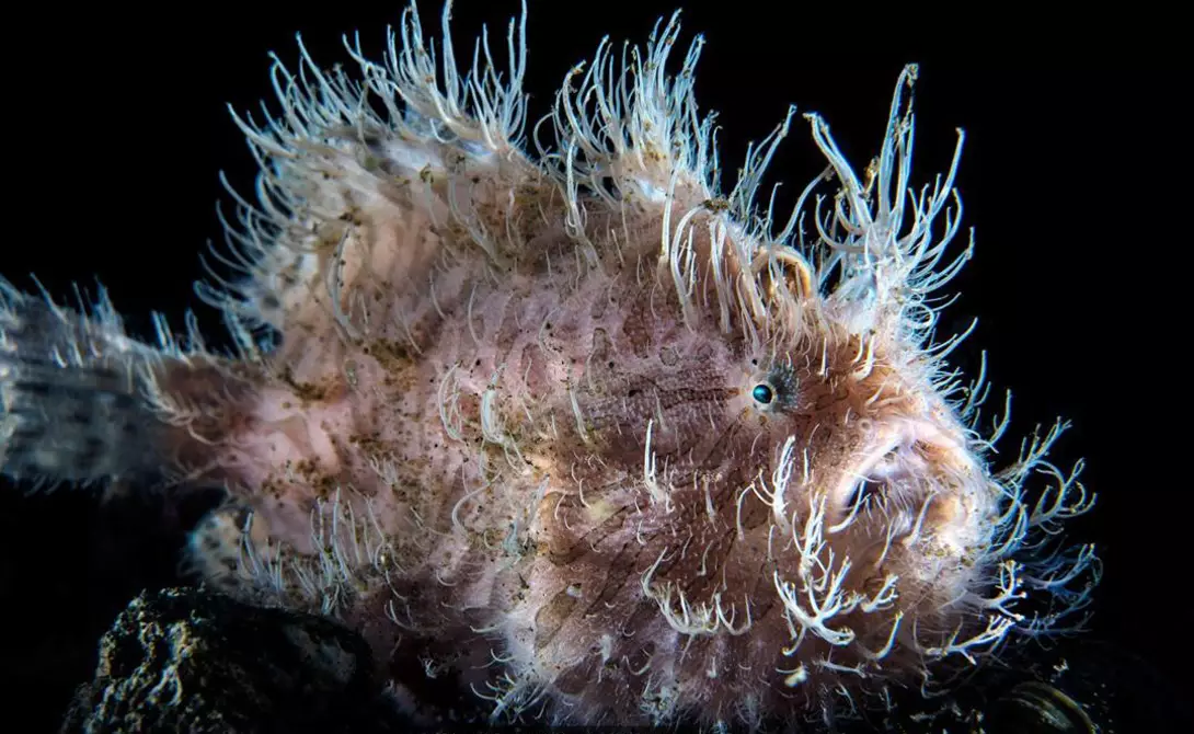 蟾魚 條紋蟾魚（Antennarius striatus）被認為是公認的偽裝專家。這種不尋常的生物使用伏擊戰術，用特殊的信息素將獵物引誘到自己身邊。