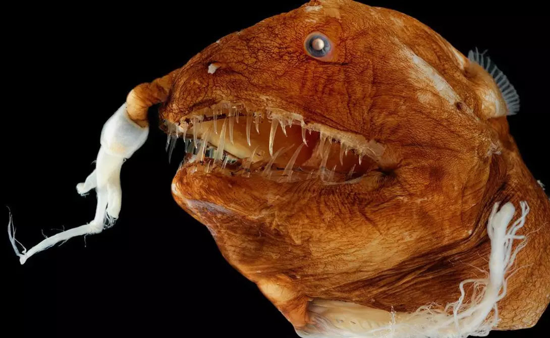 European anglerfish Cov pejxeem ntawm monkfish subspecies Linophryne arborifera yog tas li zuj zus - cov pojniam yooj yim tsis xav nrog cov neeg koom siab li ntawd.