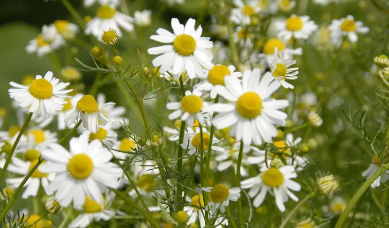 Chamomile farmasia Angamba ny fomba tsotra sy tsotra indrindra ampiasaina. Ny chamomile dia manana fananana mahasoa - antimicrobial, astringent ary anti-inflammatoire. Ny fampidirana dia fototra hamboarina ary mety hanampy amin'ny aretin'ny siligaoma. Amin'ny ririnina, ny ron-kena, izay mila mihevaheva, dia hanamaivana mora ny fivontosana amin'ny tenda, miaraka amin'ny tenda maharary.