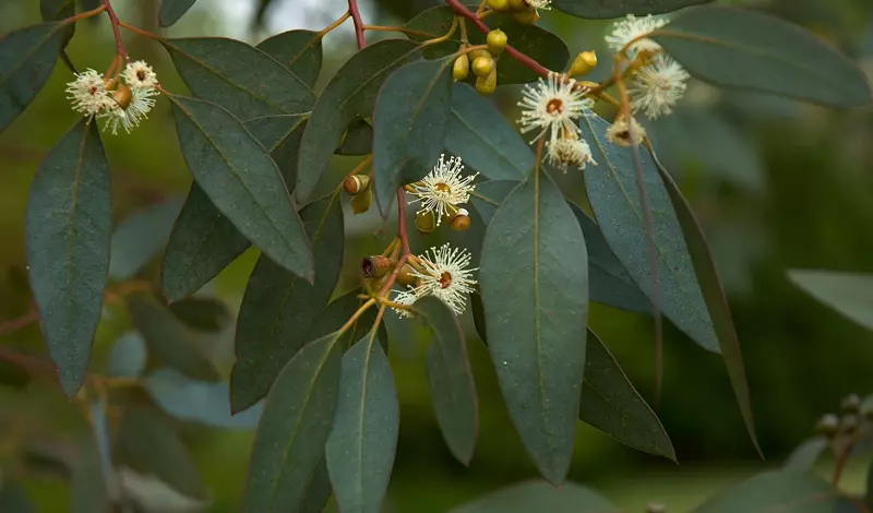 Eucalyptus Eucalyptus dia manana lisitra feno fananana antiseptika, bakteria ary fanasitranana. Matetika izy io dia ampiasaina hikarakarana ireo faritra misy olana amin'ny hoditra tarehy. Tsara lavitra sy mora vidy kokoa noho ny fanomanana fanafody ity.