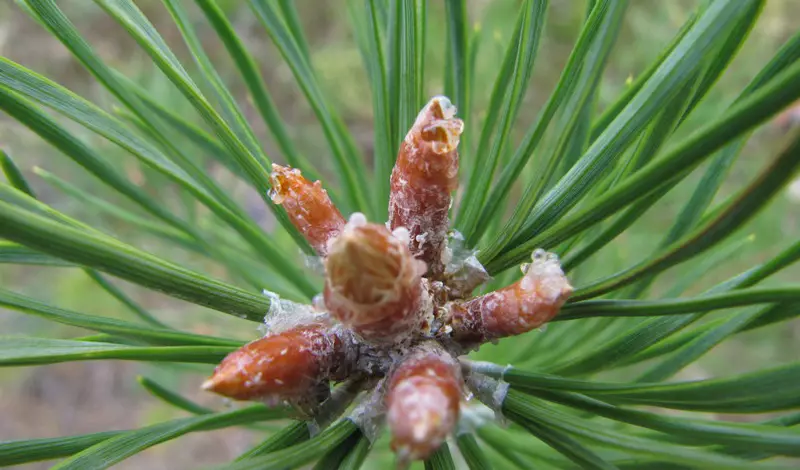 Pine Buds Tsy ho mora ny mahazo an'io fanafody io. Na izany aza, ny vokatra ara-pahasalaman'ny tsimoka kesika dia manamarina tanteraka ny fotoana sy ny ezaka lany amin'ny fikarohana azy ireo. Matetika, decoctions sy tinctures avy amin'ny voa no ampiasaina hitsaboana aretina amin'ny lalan-dra ambony taovam-pisefoana. Misy ihany koa ny lisitry ny zava-mahadomelina fivarotam-panafody, izay misy tara-kesika - manampy amin'ny aretin-koditra isan-karazany izy io, na dia ireo aretina mafy toy ny eczema sy ny psoriasis aza.