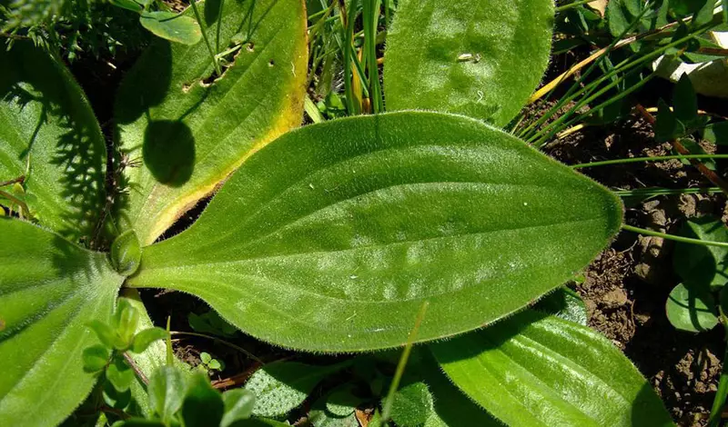 Plantain पातहरु यो शायद एक घाउ कीटाणुरहित गर्न को लागी सबैभन्दा प्रसिद्ध तरीका हो। हामी गहिरो बचपन मा पनि घुटने बन्द चीरा को बिरुवा को पातहरु लागू - यो प्रकृति सुरुमा यस बिरुवा को लाभकारी गुणहरु को बारे मा ज्ञान संग एक व्यक्ति को धनी छ कि लाग्छ।