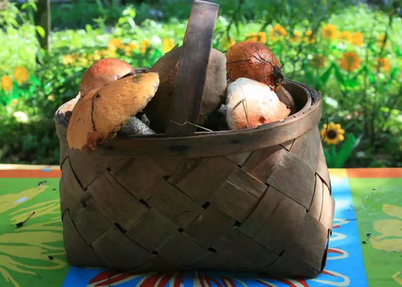 Eet paddestoelen In nije stúdzje publisearre yn it Journal of the American College of Nutrition hat yndrukwekkend bewiis foar de ymmúnferhegende eigenskippen fan paddestoelen. Minsken dy't elke dei in moanne gekookte shiitake -paddestoelen ieten lieten hegere nivo's fan tolerânsje sjen foar de virale ynfeksje.