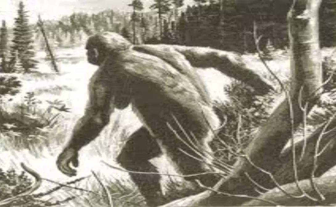 Bigfoot: skræmmende virkelighed eller dum sjov 8183_6