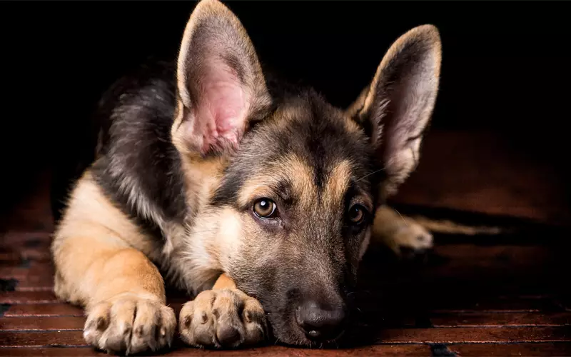 Öron Med hjälp av öronen visar hunden nästan hela spektrumet av sinnen som är tillgänglig för den. I ett lugnt tillstånd rör de sig praktiskt taget inte. Vid fara står de upprätt och lutar sig något framåt. Ryggen är ett tecken på hundens vänlighet.