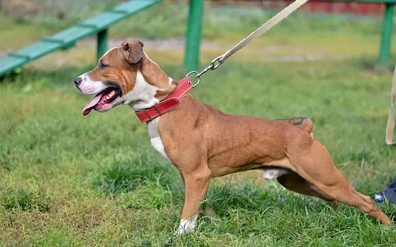 Narik ing tali Anjing, utamane segawon enom, asring tumindak kanthi cara mlaku-mlaku. Ing sawetara menit pisanan, asu kasebut cepet-cepet maju, narik kenceng ing tali. Aja nggetuni dheweke amarga iki. Dheweke ora kepengin bebas lan mlayu lan ora nyoba nuduhake jabatane sing dominan. Nyoba tetep maju, asu kasebut nuduhake mupangate kanggo pak kasebut: dheweke main pramuka sing siyap siyap menehi peringatan babagan bebaya kasebut.