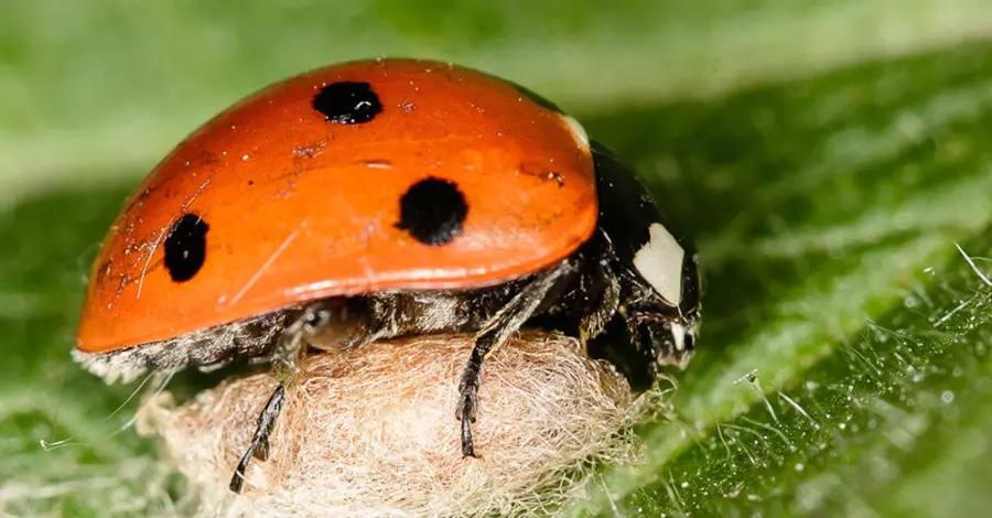 Tawon panon héjo Tawon kulawarga braconid, dinocampus coccinellae, ngagunakeun ladybirds salaku inkubator. Serangga ieu ngenalkeun larva na liwat ovipositor khusus kana beuteung korban. Saatos sababaraha waktos, larva mimiti berkembang, ngahakan host. Salami waktos ieu, ladybug tetep hirup. Tungtungna, parantos tawon sawawa ngarecah cangkang garing ku uteuk anu masih hirup sareng kaluar.