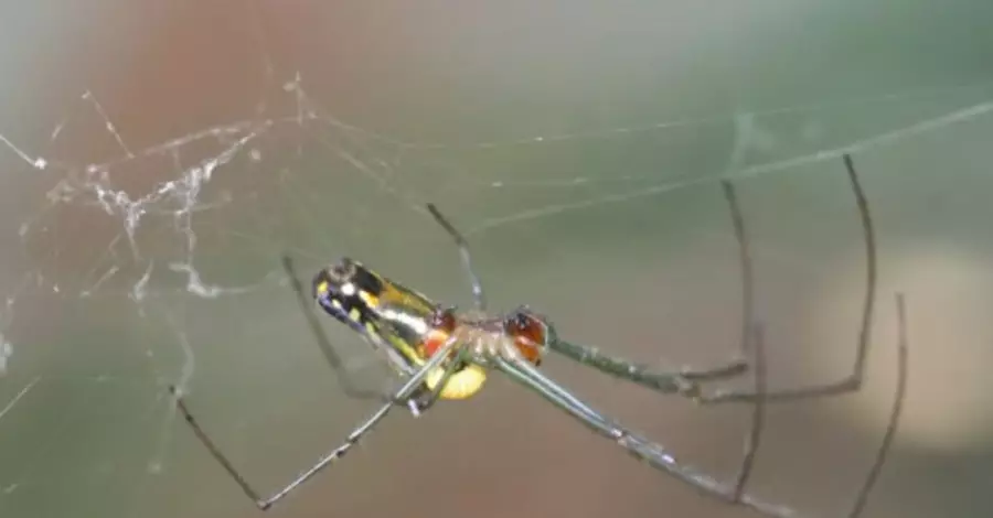 Parazitna osa endemična za Kostariku s neizgovorljivim imenom Hymenoepimecis argyraphag provodi dane loveći pauke. Jahač paralizira insekta polažući jaja u trbuh. Sljedeće dvije sedmice ličinka se jednostavno hrani svojim sokovima, a zatim oslobađa posebne kemikalije koje potpuno mijenjaju ponašanje pauka: počinje tkati čudnu mrežu koja plaši druge grabežljivce, a zatim umire.