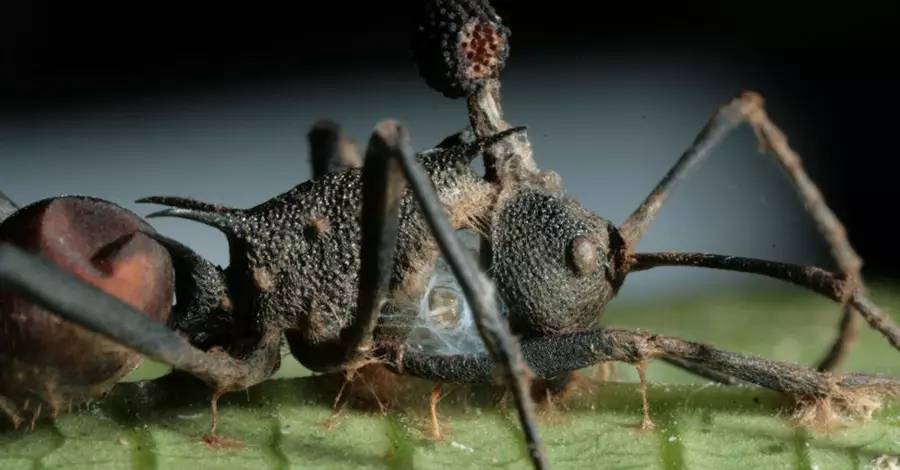 Cordyceps ensidig Denne type svampe parasiterer på myrer. Cordyceps ændrer værtsadfærd: en inficeret myre klatrer til en halv meters højde, her er den fastgjort på et blad og venter på, at svampen spire gennem hele kroppen. Myrens neglebånd bliver til en beskyttende kappe til svampen.