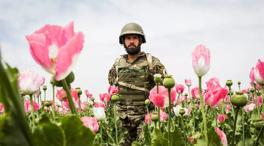 Krich am Afghanistan Heroin an Opium Dëse Problem huet gréisstendeels den amerikanesche Kontingent vun Truppen am Afghanistan beaflosst. Membere vun den Taliban ware strikt verbueden Drogen ze benotzen, awer d'Marines an engem onbekannte Land, ënner konstante Drock, hu massiv ugefaang dem Potion matzemaachen. Vun e puer Schätzungen huet Amerika méi Sue fir d'Rehabilitatioun vun Drogenofhängeger Zaldoten ausginn wéi fir d'Operatioun selwer am Afghanistan.