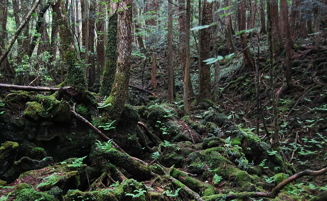 Šuma Aokigahara Japan Također se naziva i Šuma samoubojica. Nalazi se u podnožju planine Fuji i lokalno stanovništvo ga smatra utočištem za demone. Osim toga, tinejdžeri dolaze ovamo kako bi si oduzeli živote. Prema statistikama, ovdje godišnje umre više od stotinu ljudi.