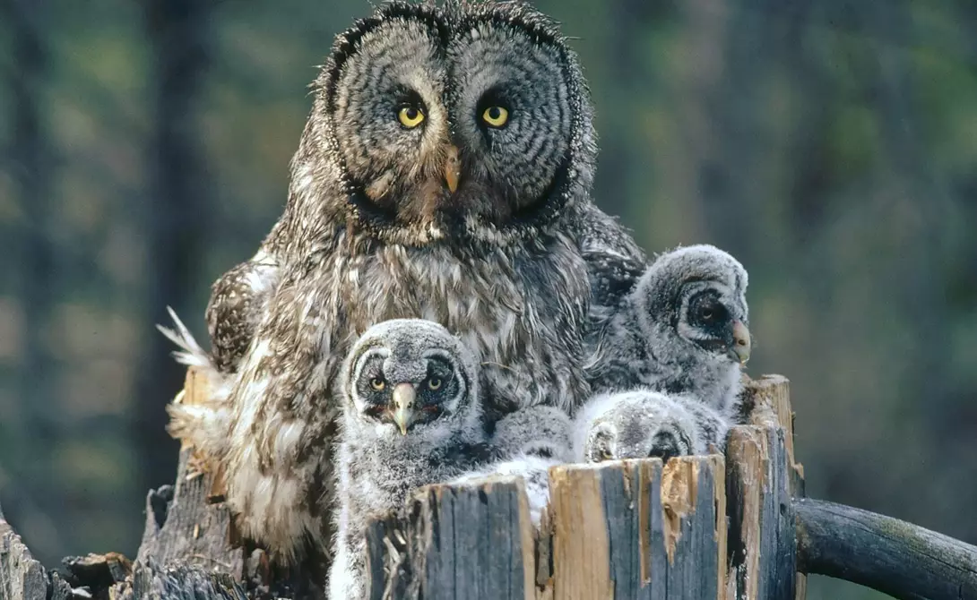 Great Grey Owl Il Great Grey Owl è giustamente considerato l'uccello più grande del mondo dall'ordine dei gufi. In lunghezza, un allocco può crescere fino a 84 centimetri. L'habitat dell'uccello è piuttosto ampio: il grande gufo grigio preferisce le zone della taiga e si trova nei territori dalla Siberia alla Transbaikalia.