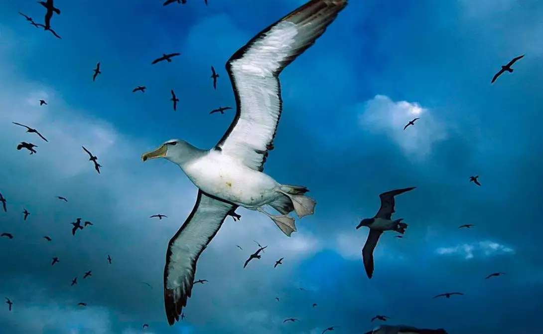 Albatro errante L'albatro errante ha un'apertura alare di ben 325 centimetri, la più grande di tutti gli uccelli esistenti. L'albatro vive fino a trent'anni, il che lo rende un vero detentore del record di fegato lungo.