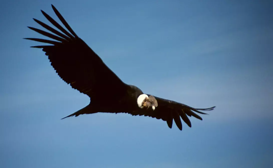 Andean condor एन्डीज र दक्षिण अमेरिका को प्रशान्त तट मा पाईन्छ। Condors सत्तर वर्ष सम्म बाँच्न, तर यी चराहरुको जनसंख्या धम्की छ। चरा को उडान विशेष गरी शानदार देखिन्छ: उनीहरु आकाश मा उच्च उड्छन्, तातो हावा को बढ्दो धाराहरु लाई समातेर। एकै समयमा, कन्डोर को पखेटा तेर्सो विमान मा खुल्ला खुल्ला छन्, प्राथमिक पंख को छेउ बाहिर फैलिएको छ - शान्त उडान मा पनि, यस्तो उपस्थिति शिकार को लागी एक छिटो भीड को लागी तयारी जस्तै देखिन्छ।