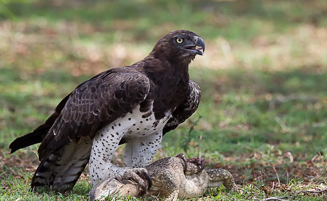 Aquila da guerra Solo una coppia di aquile da guerra domina un'area di mille chilometri quadrati. Questi uccelli non sono molto socievoli: le coppie nidificano a una distanza di circa 50 chilometri l'una dall'altra. L'unico nemico di un'aquila da combattimento è un uomo: le altre creature viventi semplicemente non sono pericolose per un uccello.