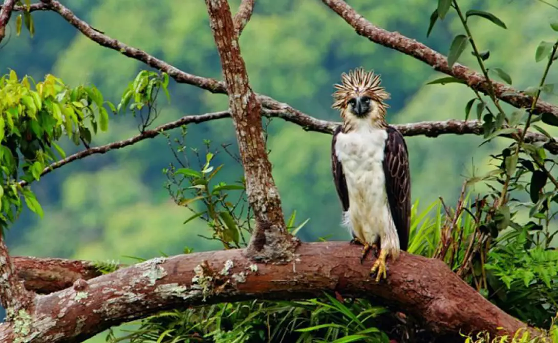 Eagle Philippine Ayẹyẹ Ọbọ ni a ka si ọkan ninu rarest, ti o tobi julọ ati awọn ẹiyẹ ti o lagbara julọ ni agbaye. O le pade rẹ nikan ni awọn igbo igbona ti Philippines: nibi o ka si aami orilẹ -ede ti orilẹ -ede naa. Fun ipaniyan idì, ofin agbegbe pese fun ọdun mejila ninu tubu - fun ifiwera, fun pipa eniyan dojukọ ọdun mẹsan nikan.