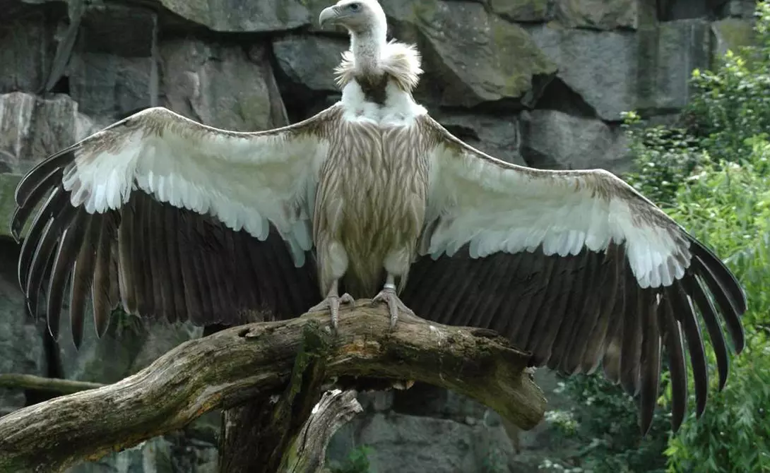 Sup snežný Jeden z najväčších supov na svete žije vo vysokých oblastiach Himalájí, Pamíru a Kazachstanu. Na tibetskej plošine sa nachádza niekoľko miest na hniezdenie supa snežného. Lov tohto druhu je miestnymi zákonmi zakázaný, ale pre pytliakov ulovenie takého supa znamená obrovské zisky a populácia vtákov neustále klesá.