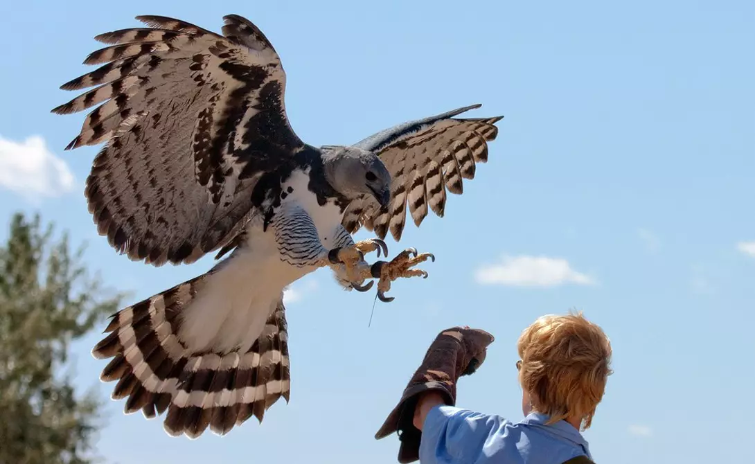 Súd -Amerikaanske Harpy Dizze grutte hawk wurdt fûn yn 'e flakten en reinwâlden fan Súd -Amearika. De harpij jowt op grutte sûchdieren lykas luiaards en apen. Spitigernôch liedt ûntbosking op harpige nêstplakken ta in konstante ôfname fan 'e populaasje fan dizze gefaarlike en prachtige fûgels: no binne d'r minder dan 40,000 yndividuen.