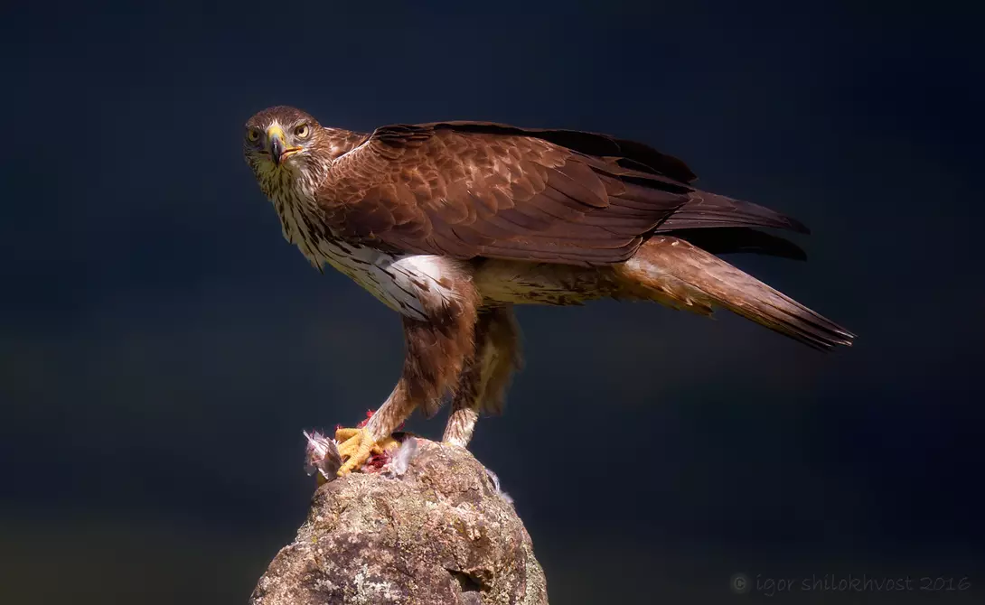 Hawk Eagle De grutste fûgel yn Súd-Afrika wurdt it meast foarkommen yn Afrika sub-Sahara. De havikearn is bewapene mei enoarme, razor-skerpe klauwen, en de slach fan syn efterpoaten is sa sterk dat it sels in man del koe slaan.