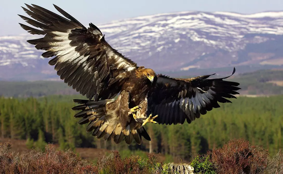 Aquila reale Il rapace più famoso e diffuso in tutto l'emisfero settentrionale. L'apertura alare dell'aquila reale raggiunge gli impressionanti 2,34 metri: una vera macchina killer. Sin dai tempi antichi, l'uccello è stato considerato il santo patrono dei cacciatori e gode di una grande influenza mistica in molte culture tribali.