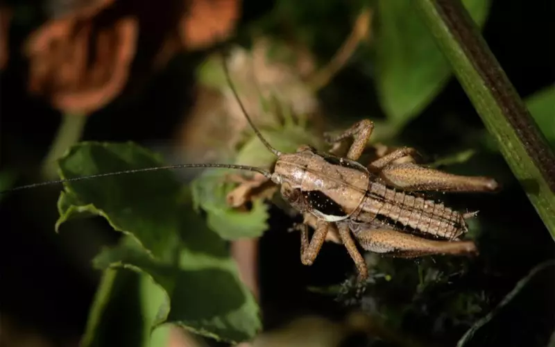 Crickets Ien fan 'e meast kontroversjele, mar, lykwols, effektive metoaden yn ús samling. Yn 'e hjerst en maitiid kinne jo útfine oer de kommende kâlde snap mei help fan gewoane krekels. Dizze lytse skepsels begjinne stadiger te poppen dan normaal as de temperatuer sakket. It minsklike ear kin dit ferskil maklik opnimme, salang't it goed harket.